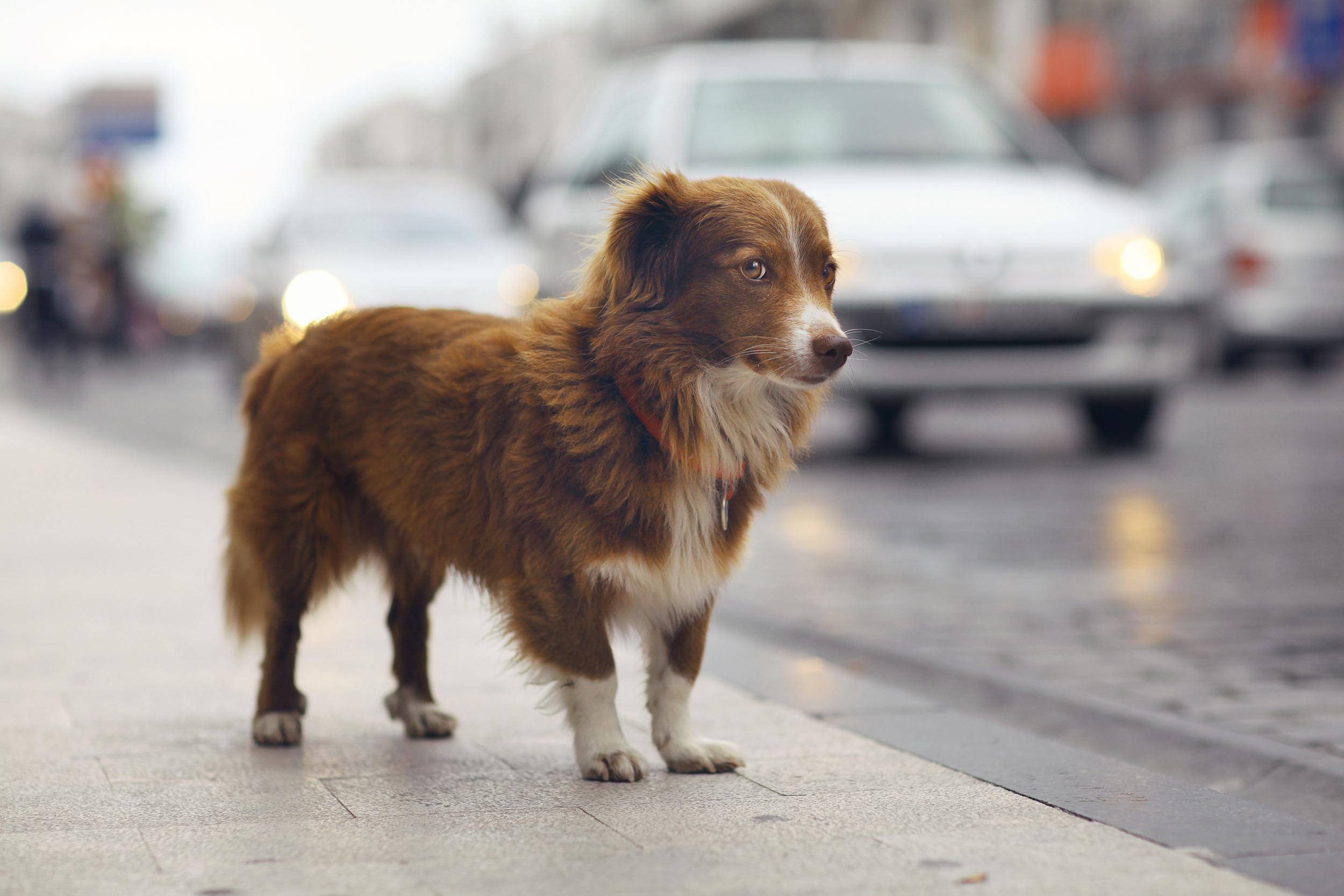 L’animal en ville : les devoirs des maîtres | Ville de Villemomble